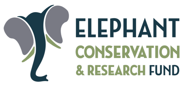 Elephants Skilled Ecosystem Engineers Elephant Conservation