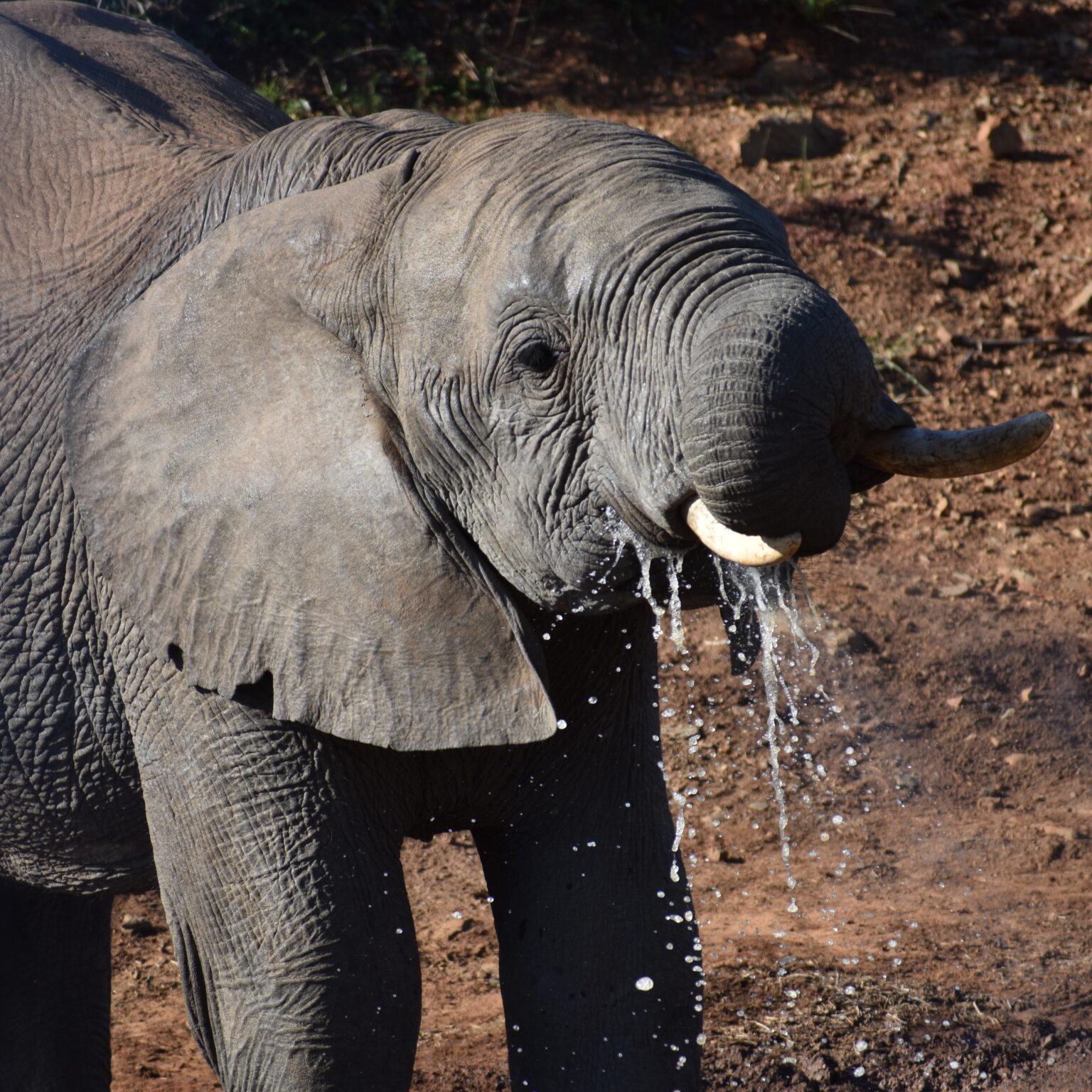Elephants Skilled Ecosystem Engineers Elephant Conservation